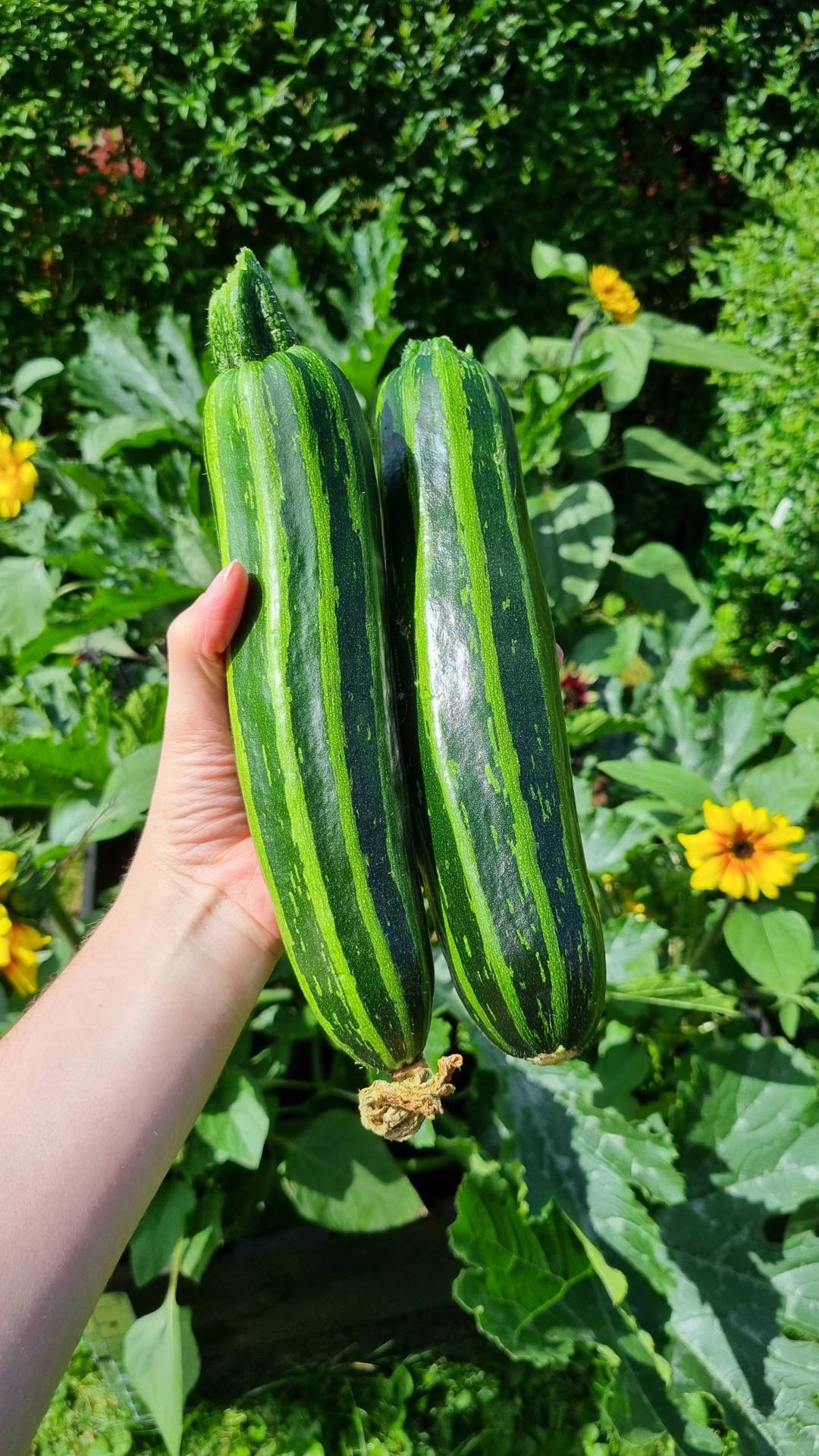 Oh!Garden - Squash Green Tiger