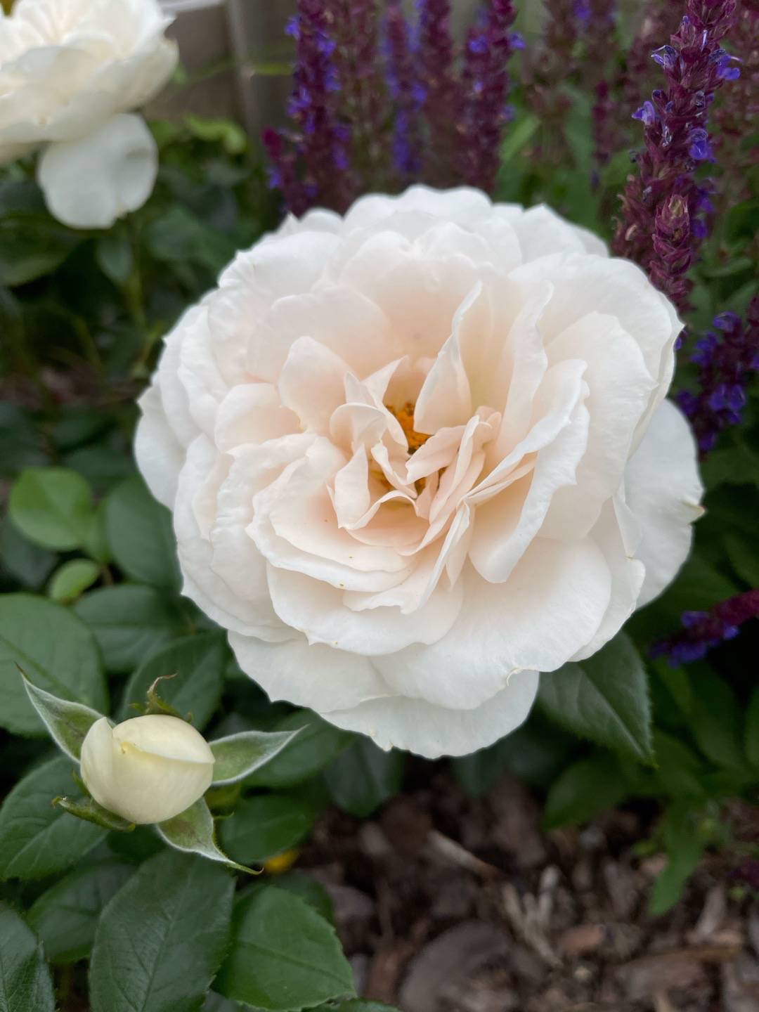 Oh!Garden - Ros Lions Rose