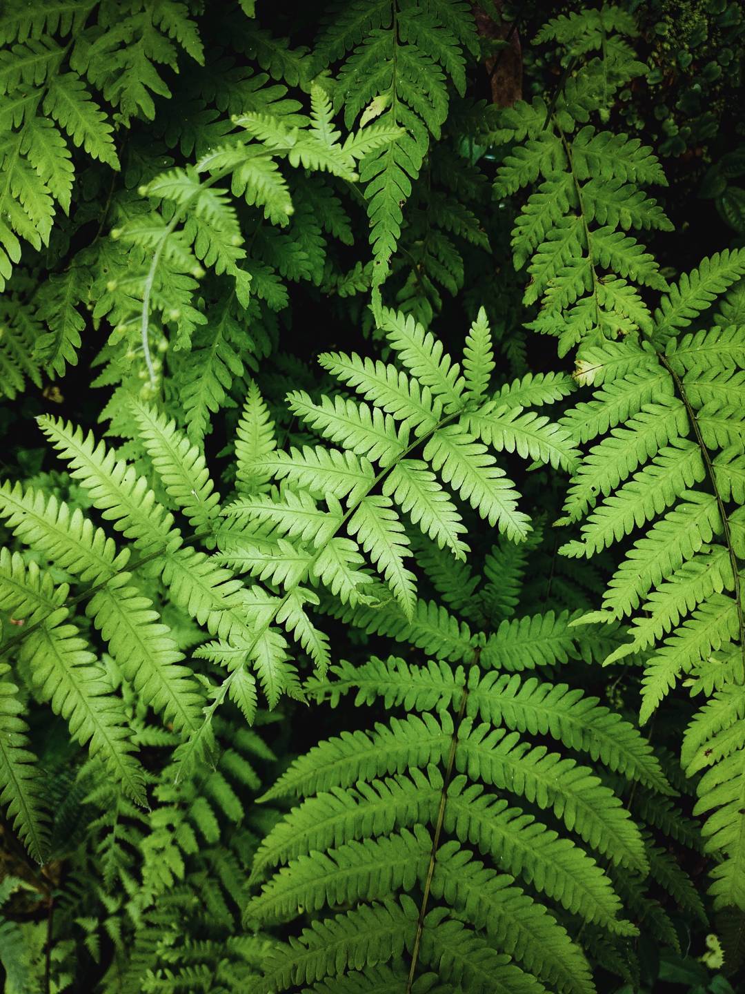 Oh!Garden - Ormbunke