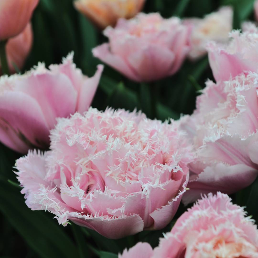 Oh!Garden - Tulpan Pink Magic