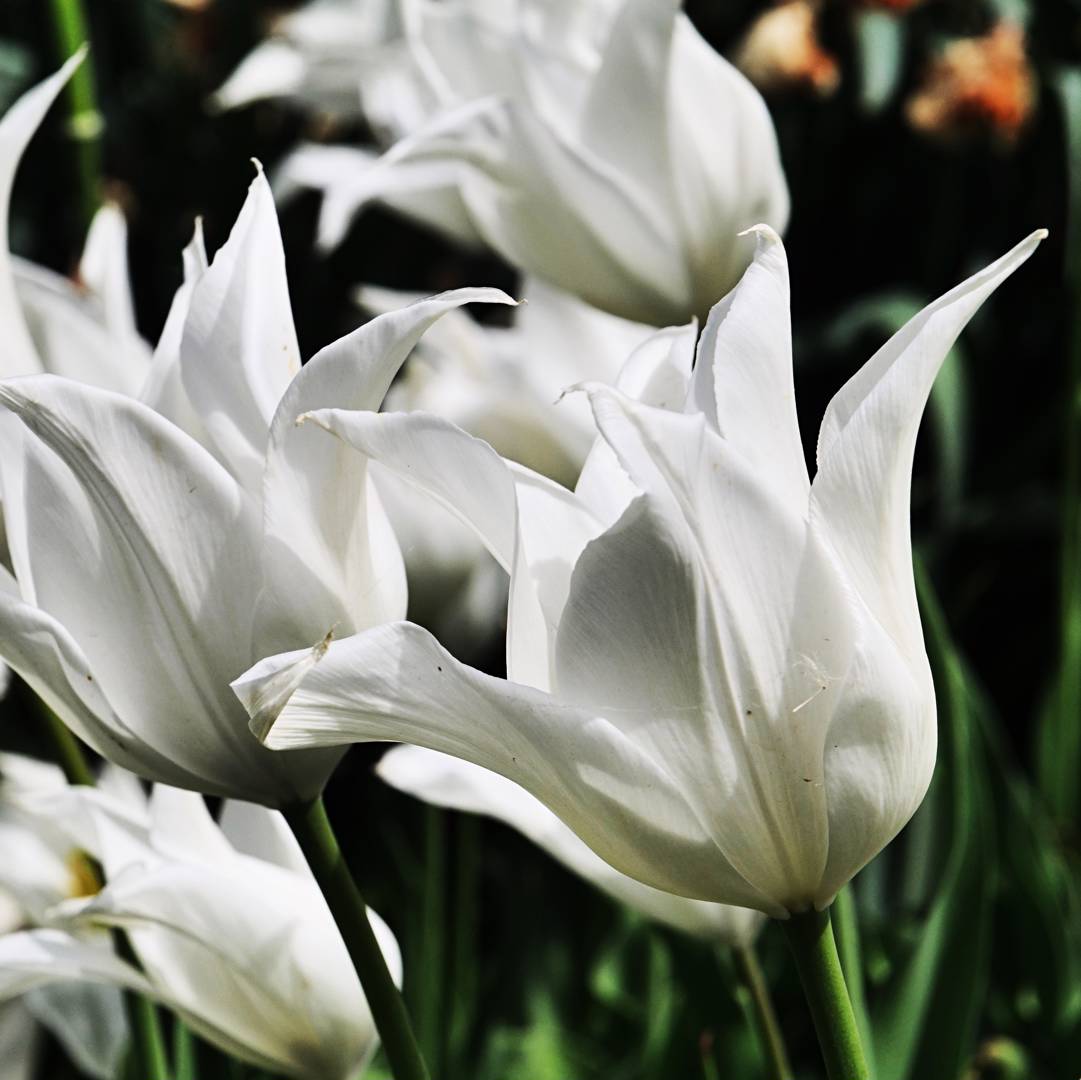 Oh!Garden - Tulpan Sapporo