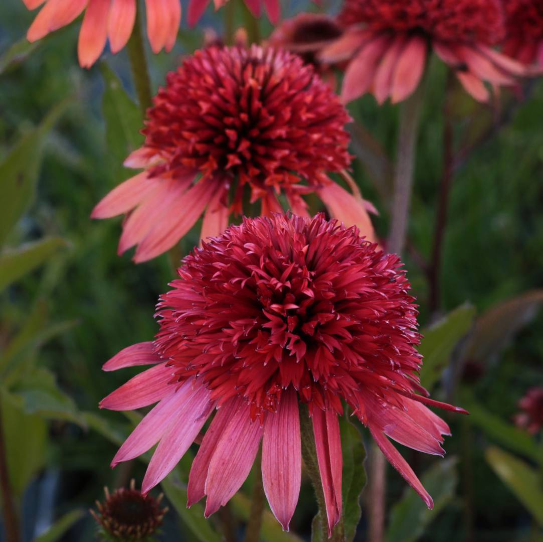 Oh!Garden - Röd Solhatt Irresistible