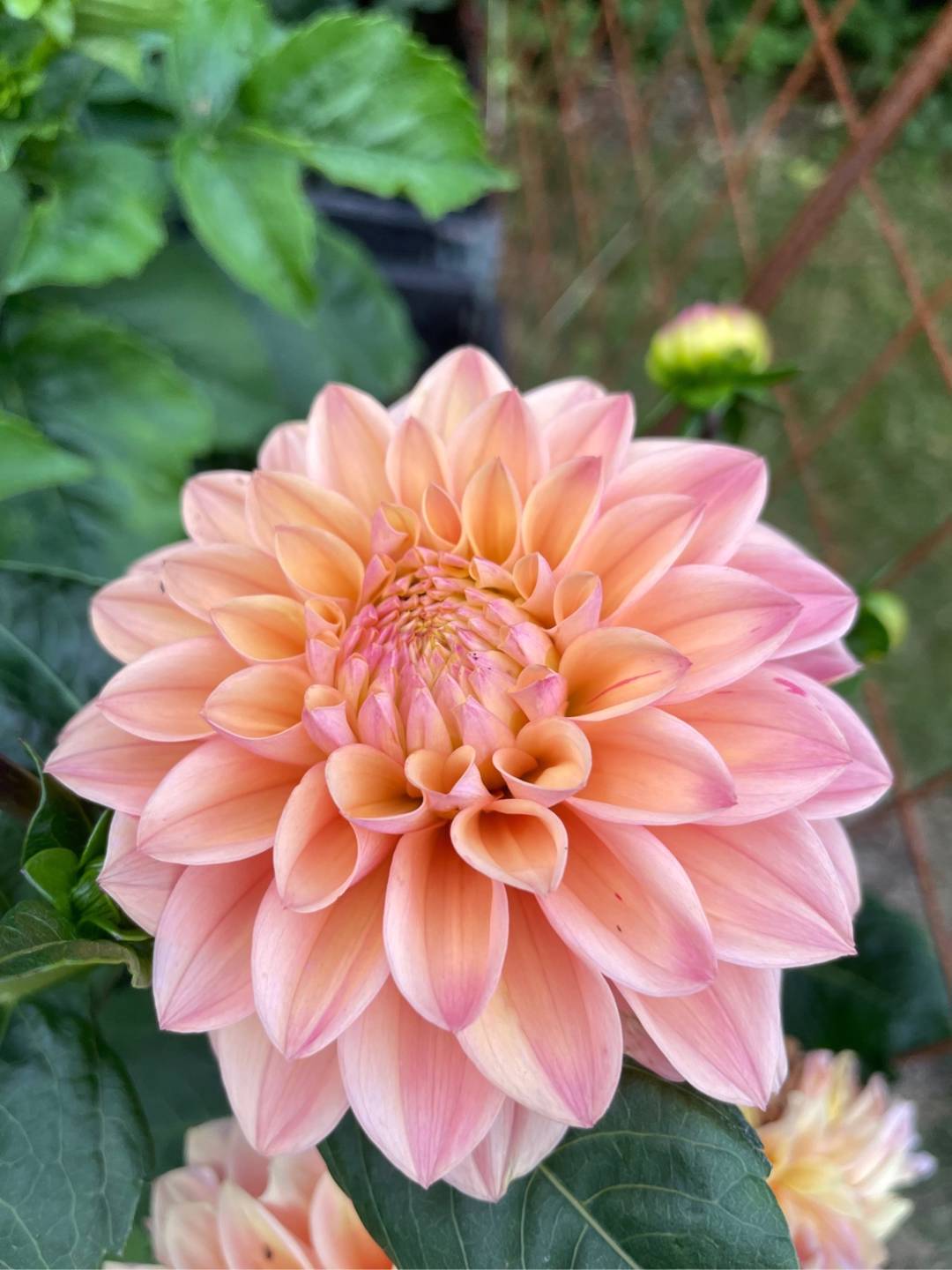 Oh!Garden - Dahlia Princess Elisabeth