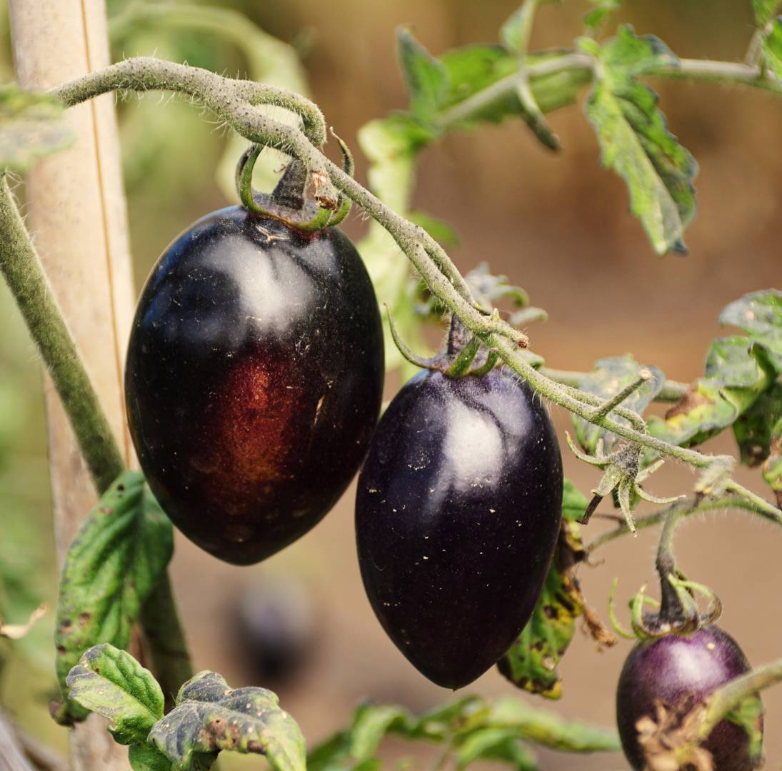 Oh!Garden - Tomat Midnight Roma