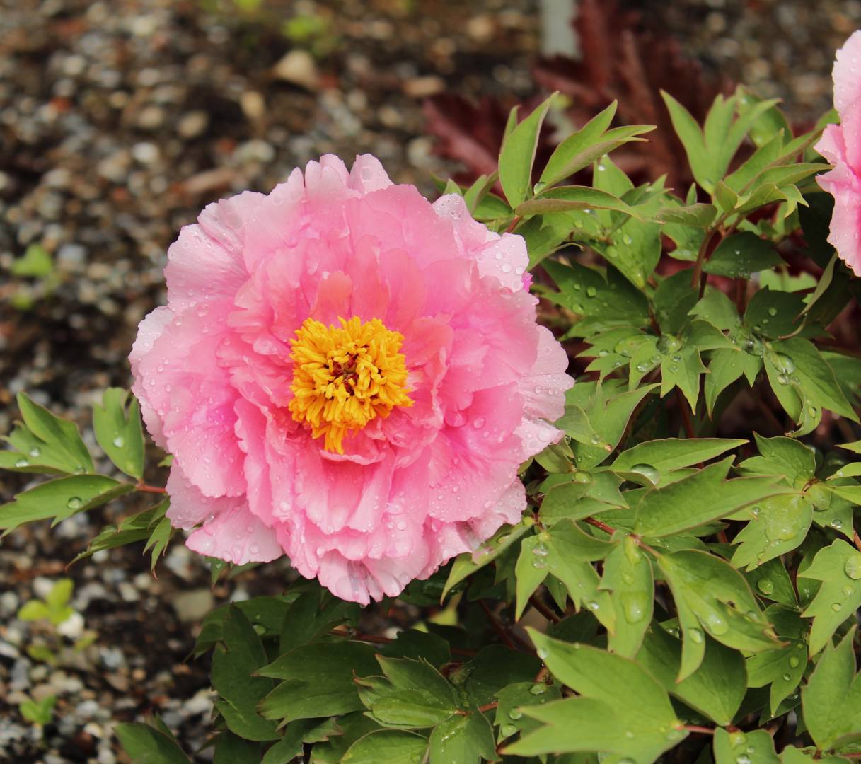 Oh!Garden - Buskpion Rou Fu Rong