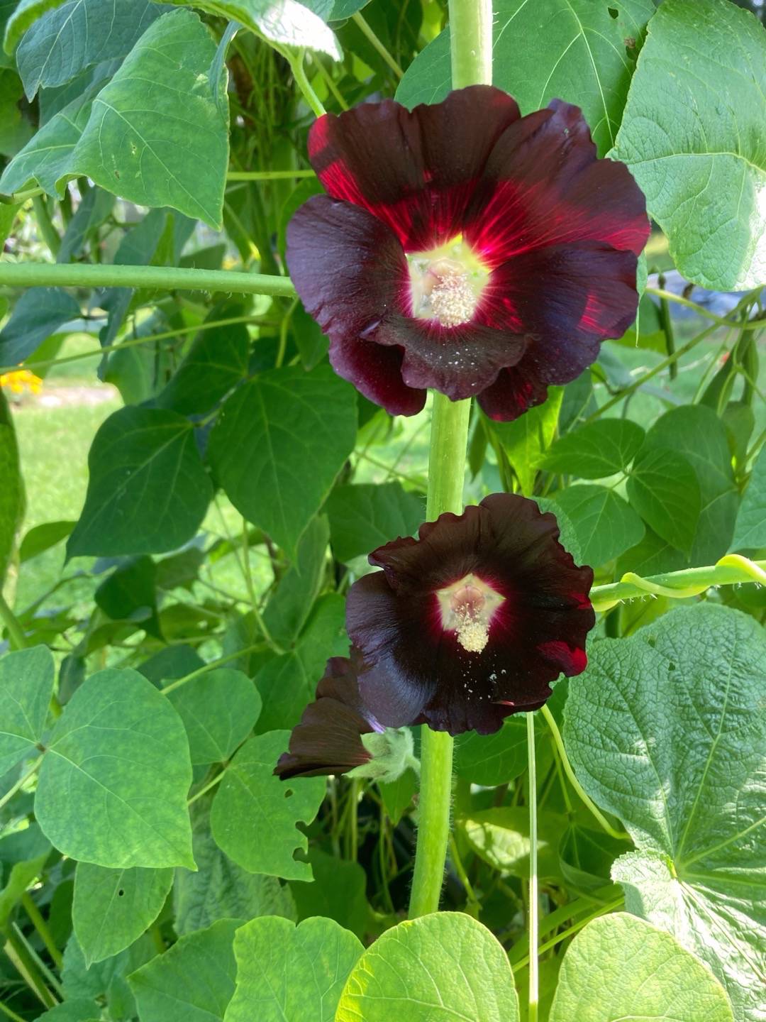 Oh!Garden - Stockros Jet Black