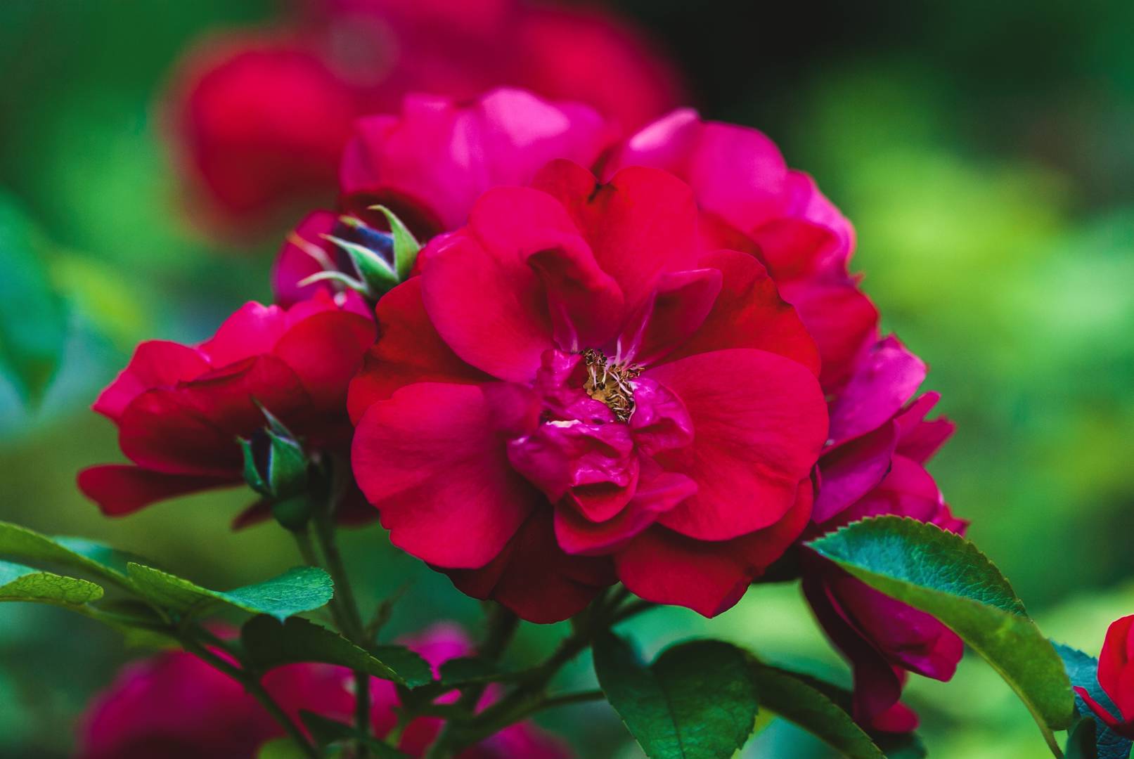 Oh!Garden - Ros Hansaland