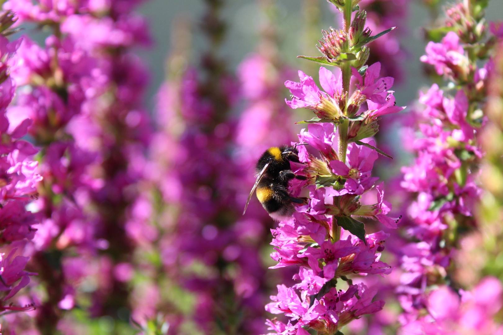 Oh!Garden - Fackelblomster Lady Sackville