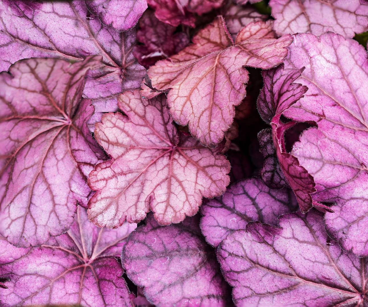Oh!Garden - Alunrot Wild Rose