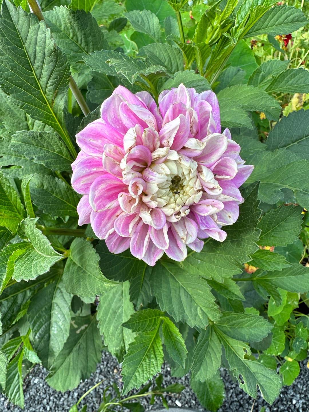 Oh!Garden - Dahlia Fluffles