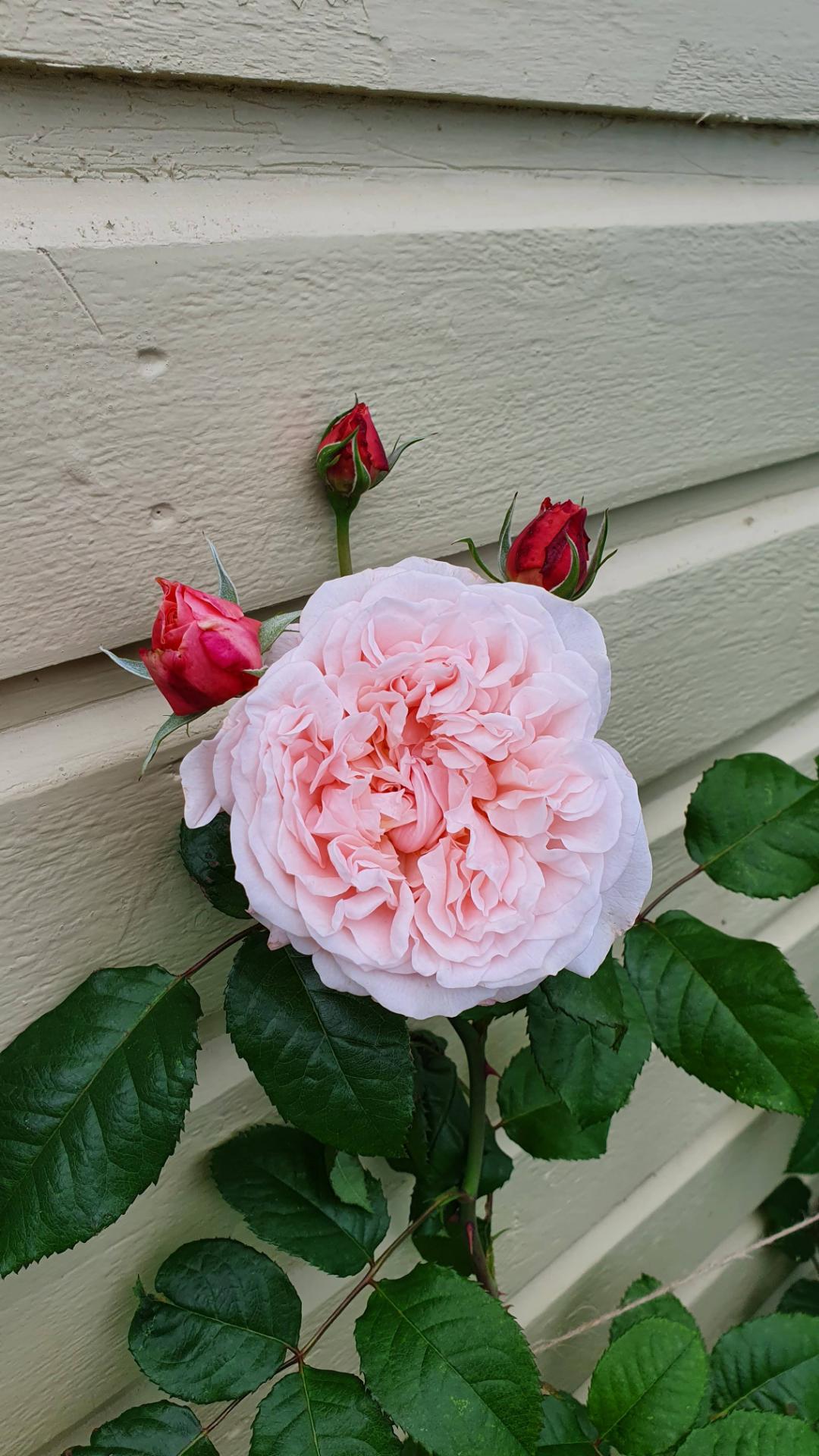 Oh!Garden - Ros Rose de Tolbiac