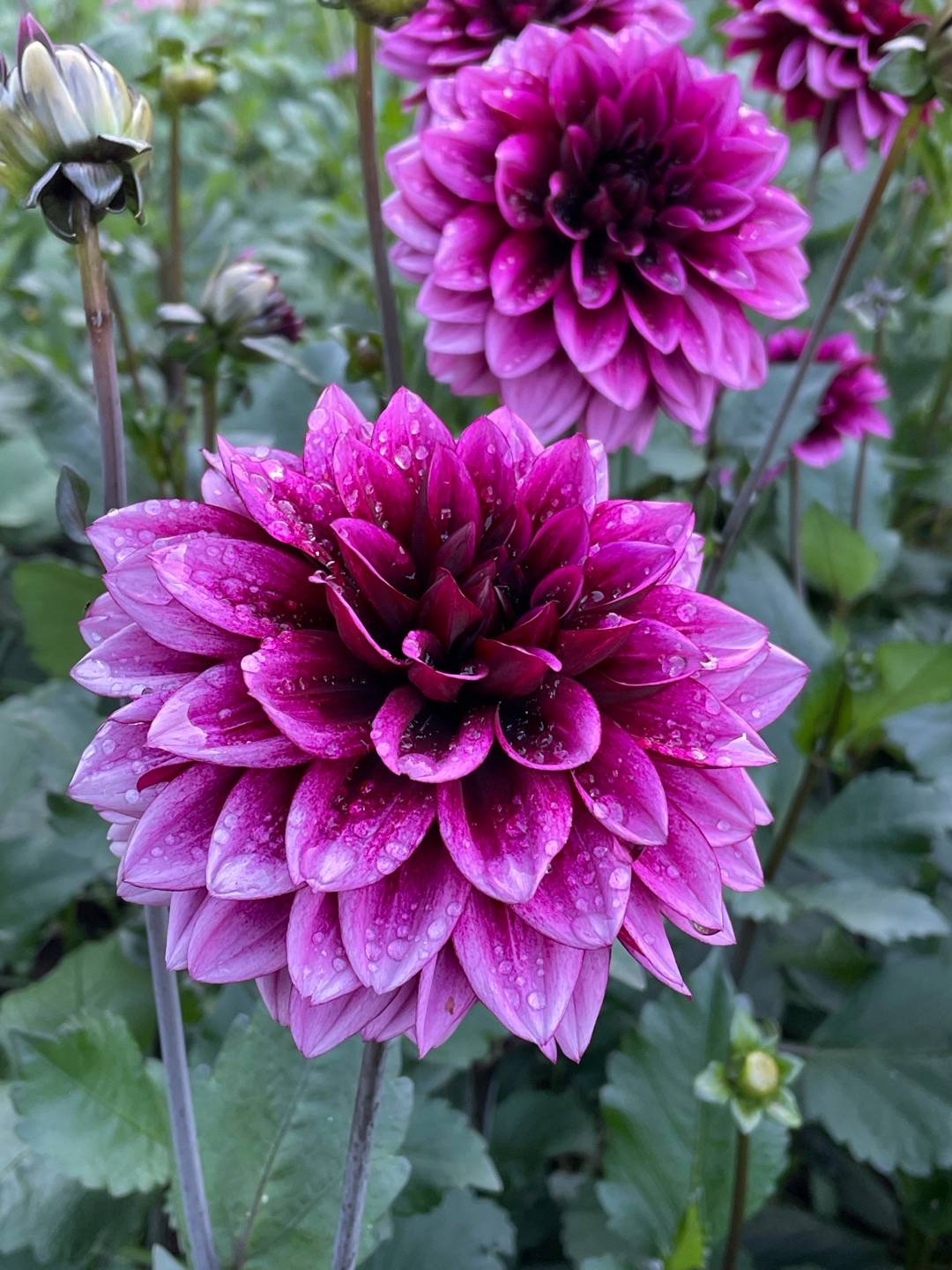 Oh!Garden - Dahlia Davina Michelle