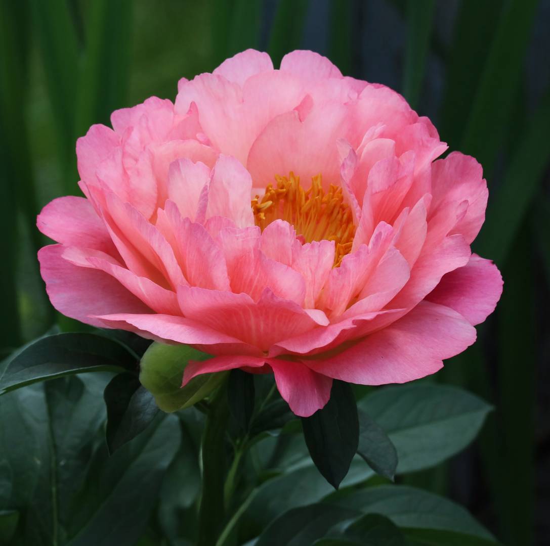 Oh!Garden - Pion Coral Sunset