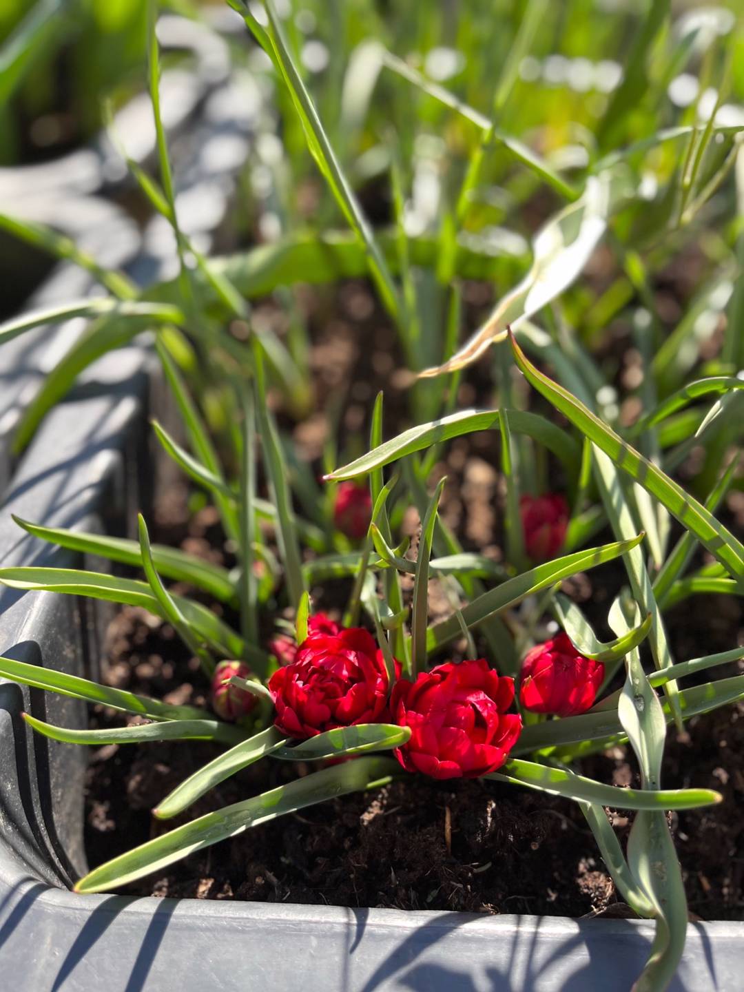 Oh!Garden - Violtulpan Tête-à-tête