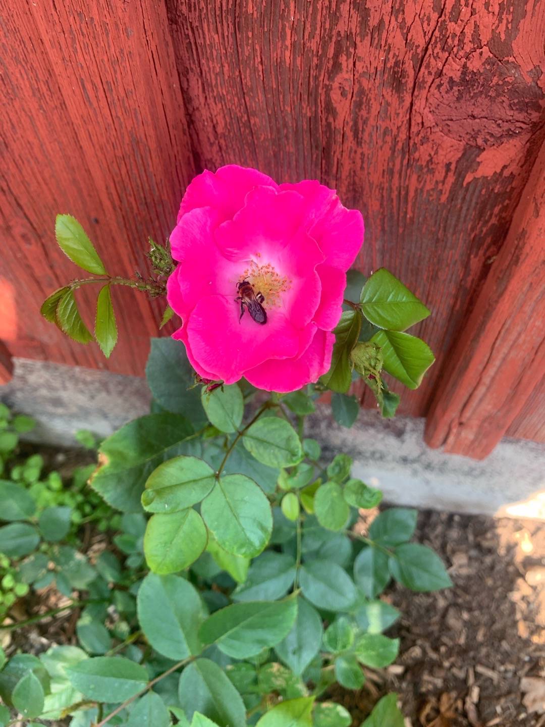 Oh!Garden - Ros Rödhätte