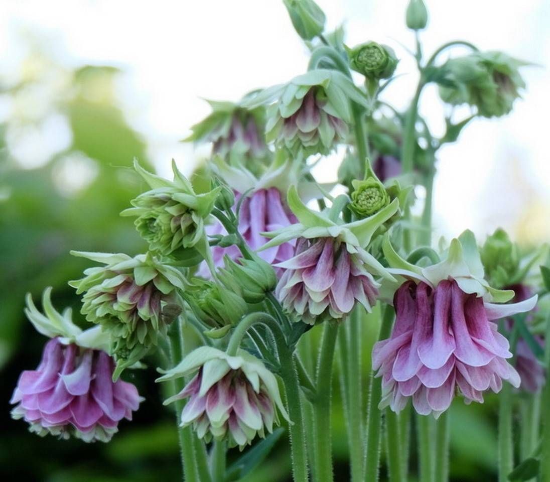 Oh!Garden - Akleja Tower Light Pink