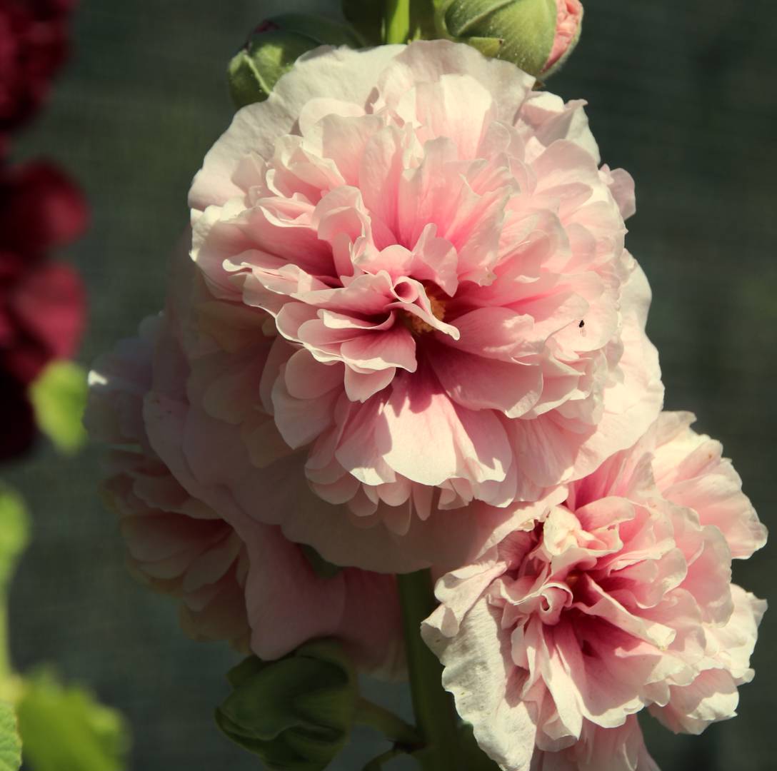 Oh!Garden - Stockros Peaches and Dreams