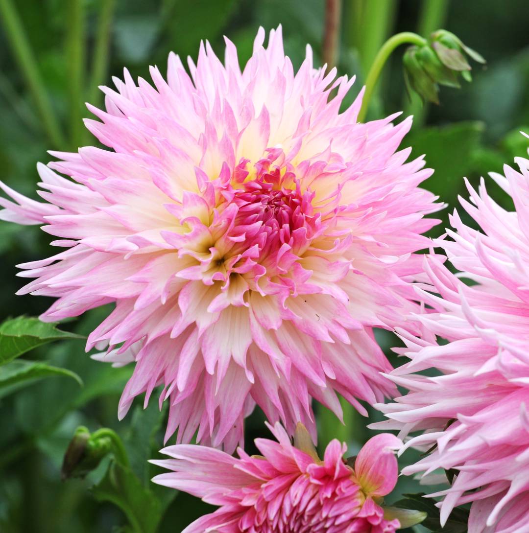 Oh!Garden - Dahlia Nadia Ruth