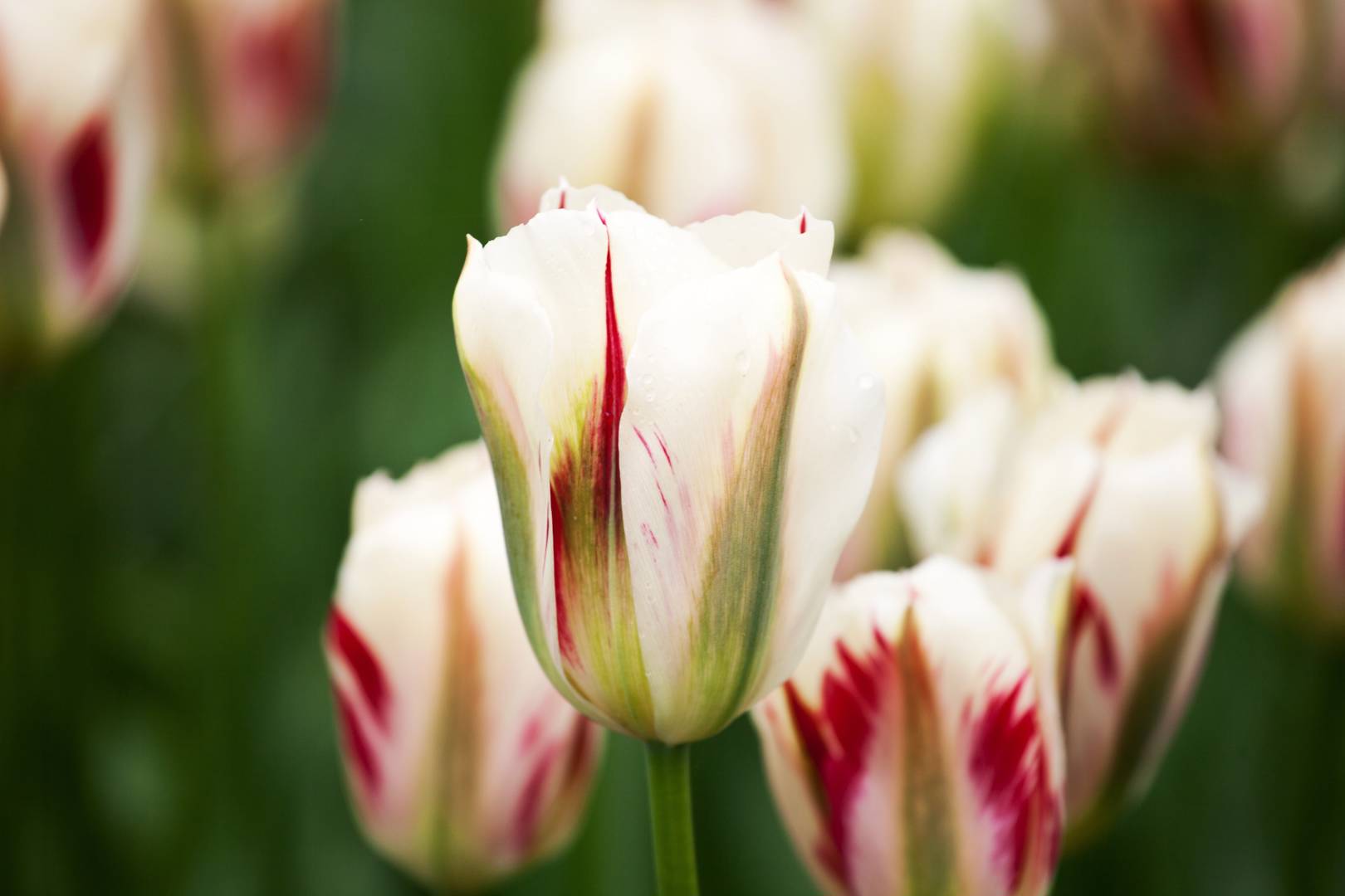 Oh!Garden - Tulpan Flaming Spring Green