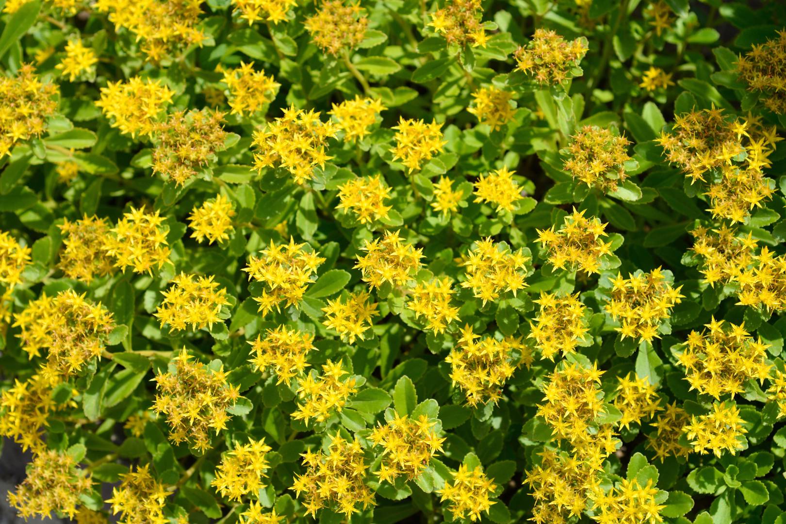 Oh!Garden - Smaragdfetblad Weihenstephaner Gold