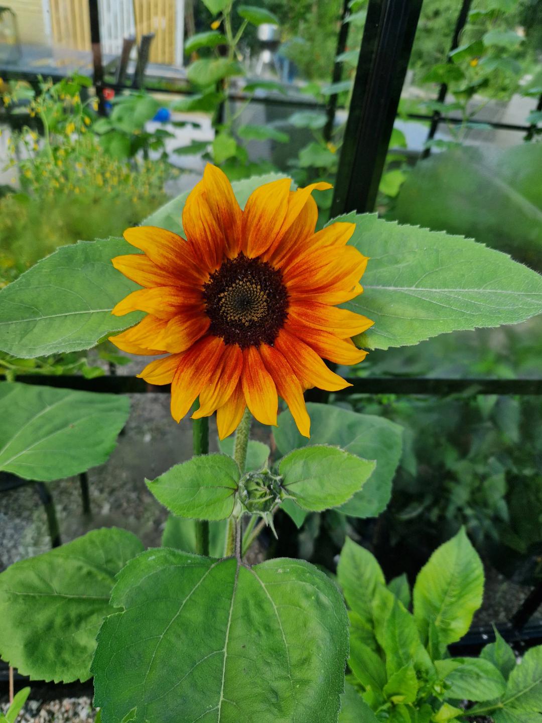 Oh!Garden - Solros Copper Queen F1