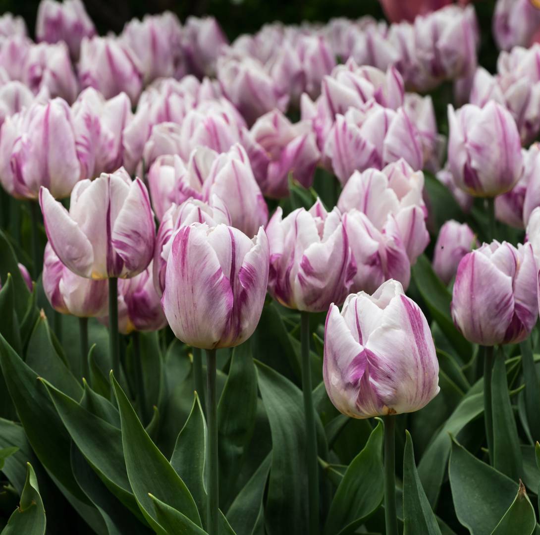 Oh!Garden - Tulpan Flaming Prince