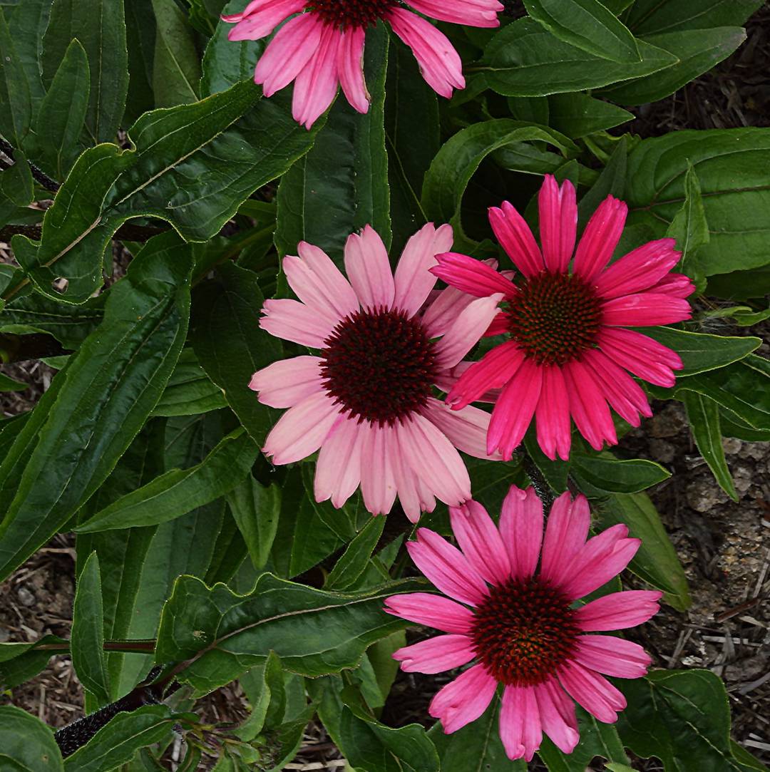 Oh!Garden - Röd Solhatt Sensation Pink