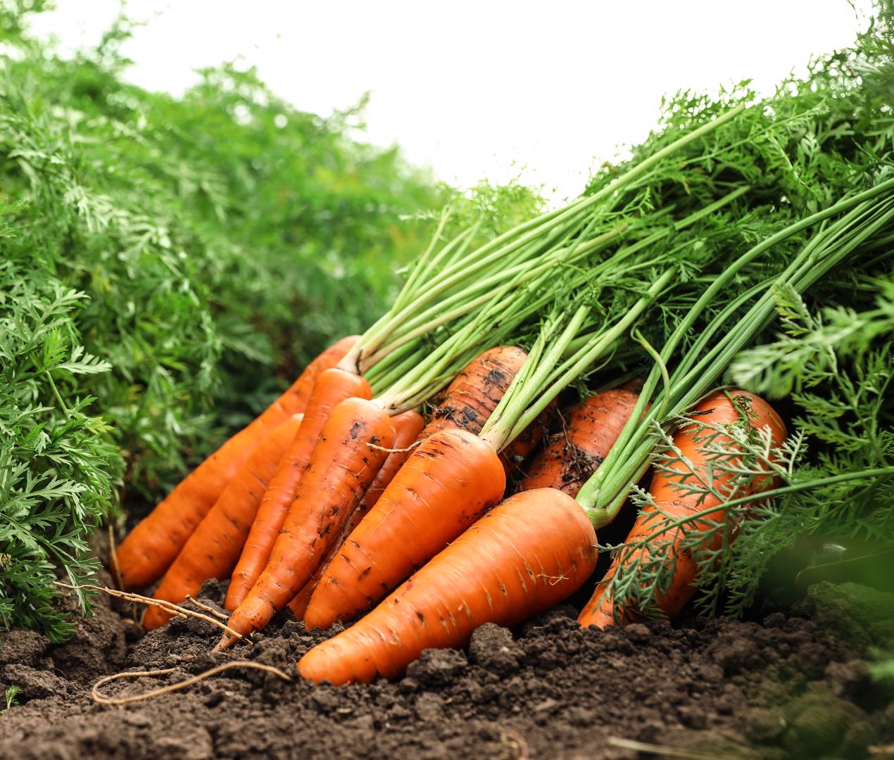 Oh!Garden - Morot