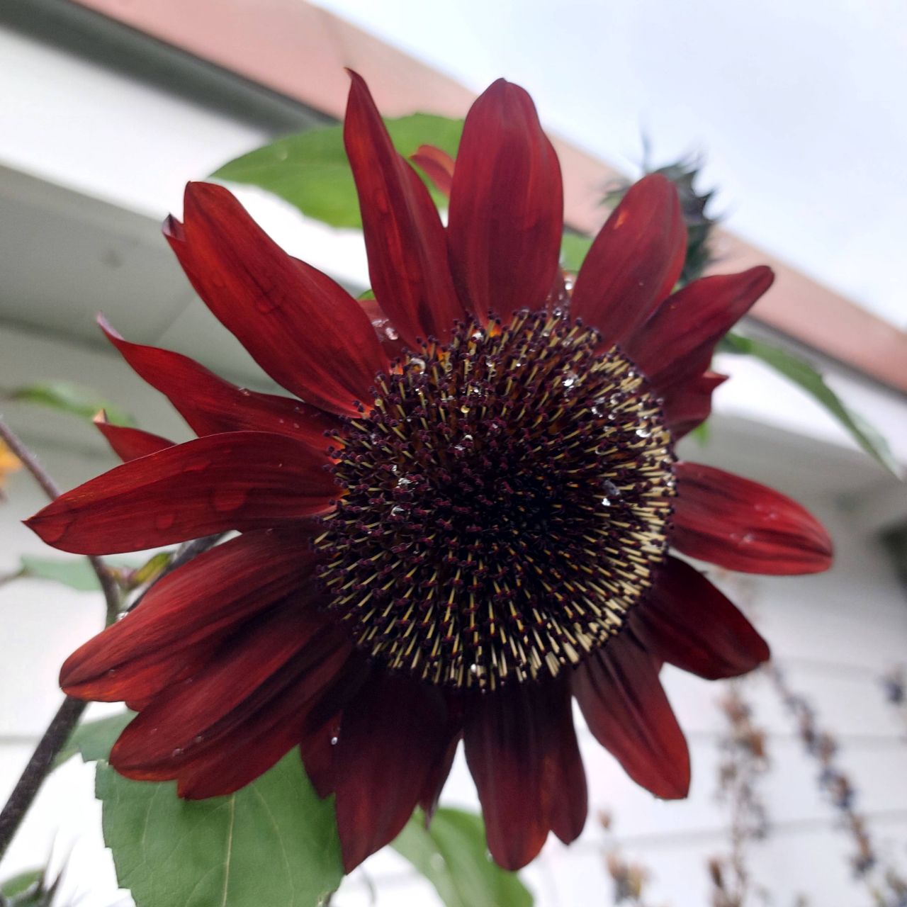 Oh!Garden - Solros Red Sun