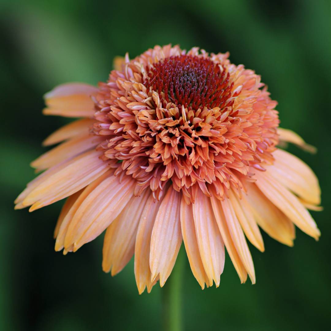 Oh!Garden - Solhatt Supreme Cantaloupe
