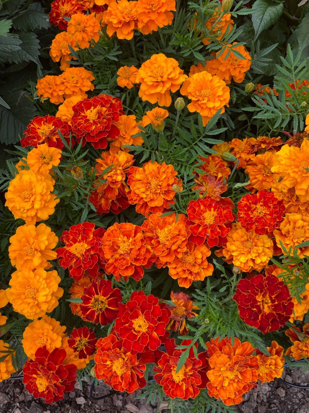 Oh!Garden - Sammetstagetes Double Fiesta