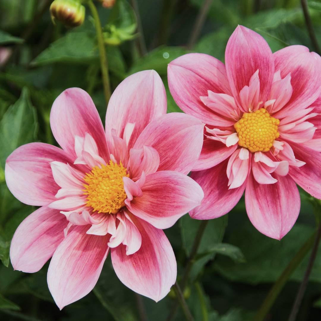 Oh!Garden - Dahlia Edith Jones