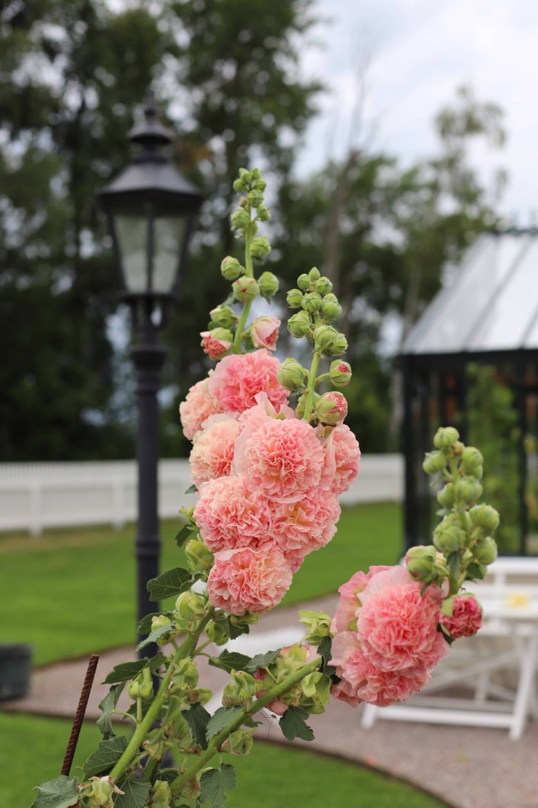 Oh!Garden - Stockros Chaters Double Salmon Pink