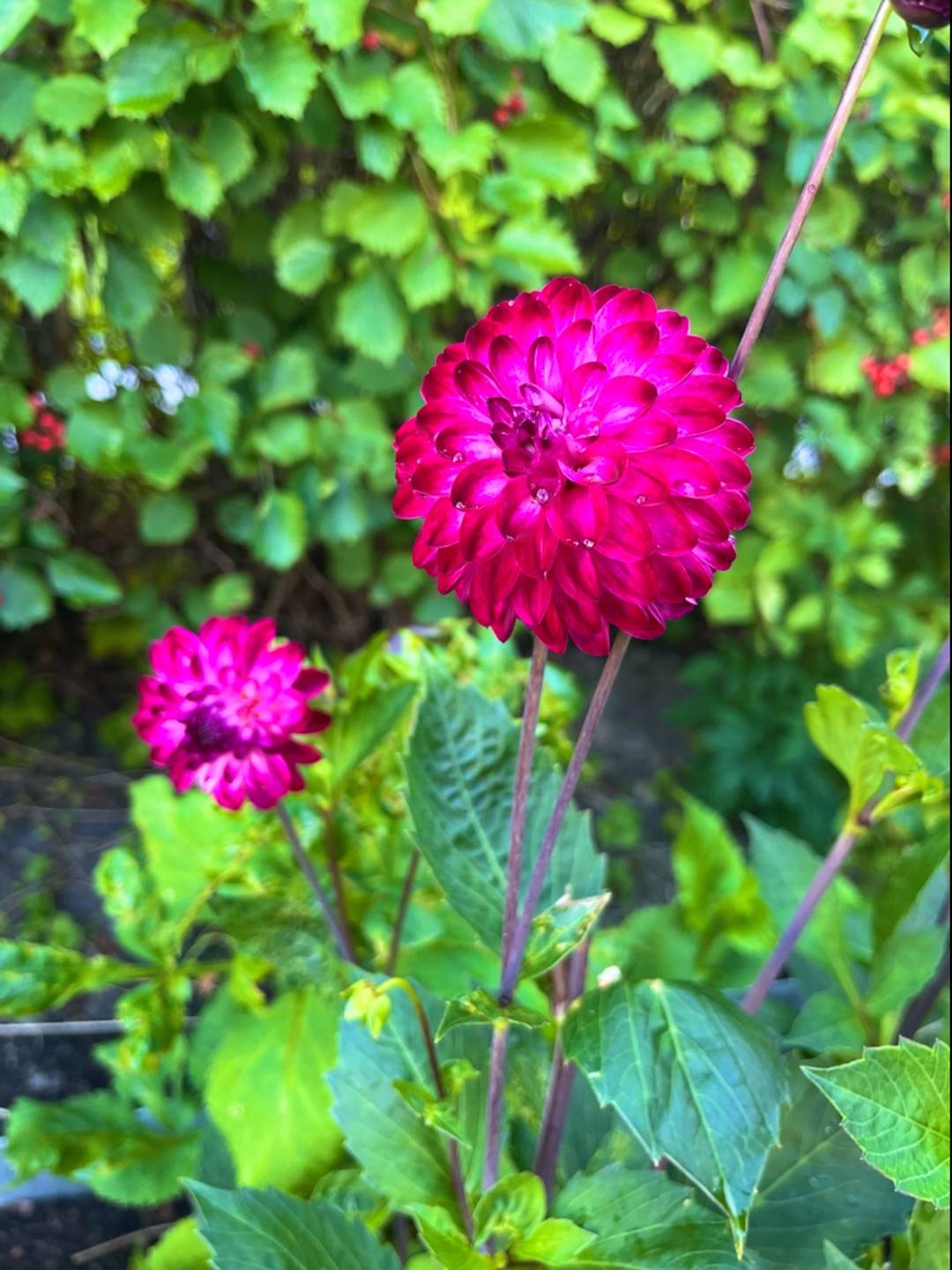 Oh!Garden - Dahlia Little Robert