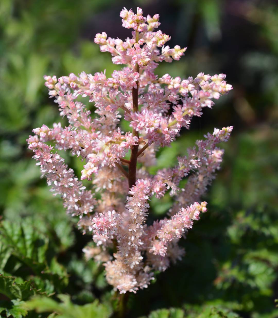 Oh!Garden - Kruastilbe Lilliput