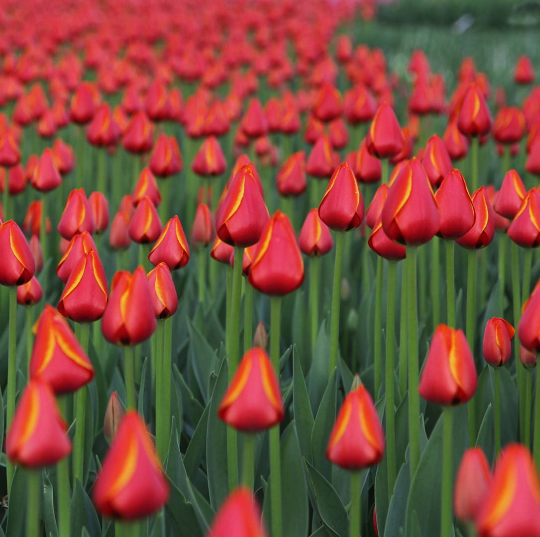 Oh!Garden - Tulpan Worlds Favourite