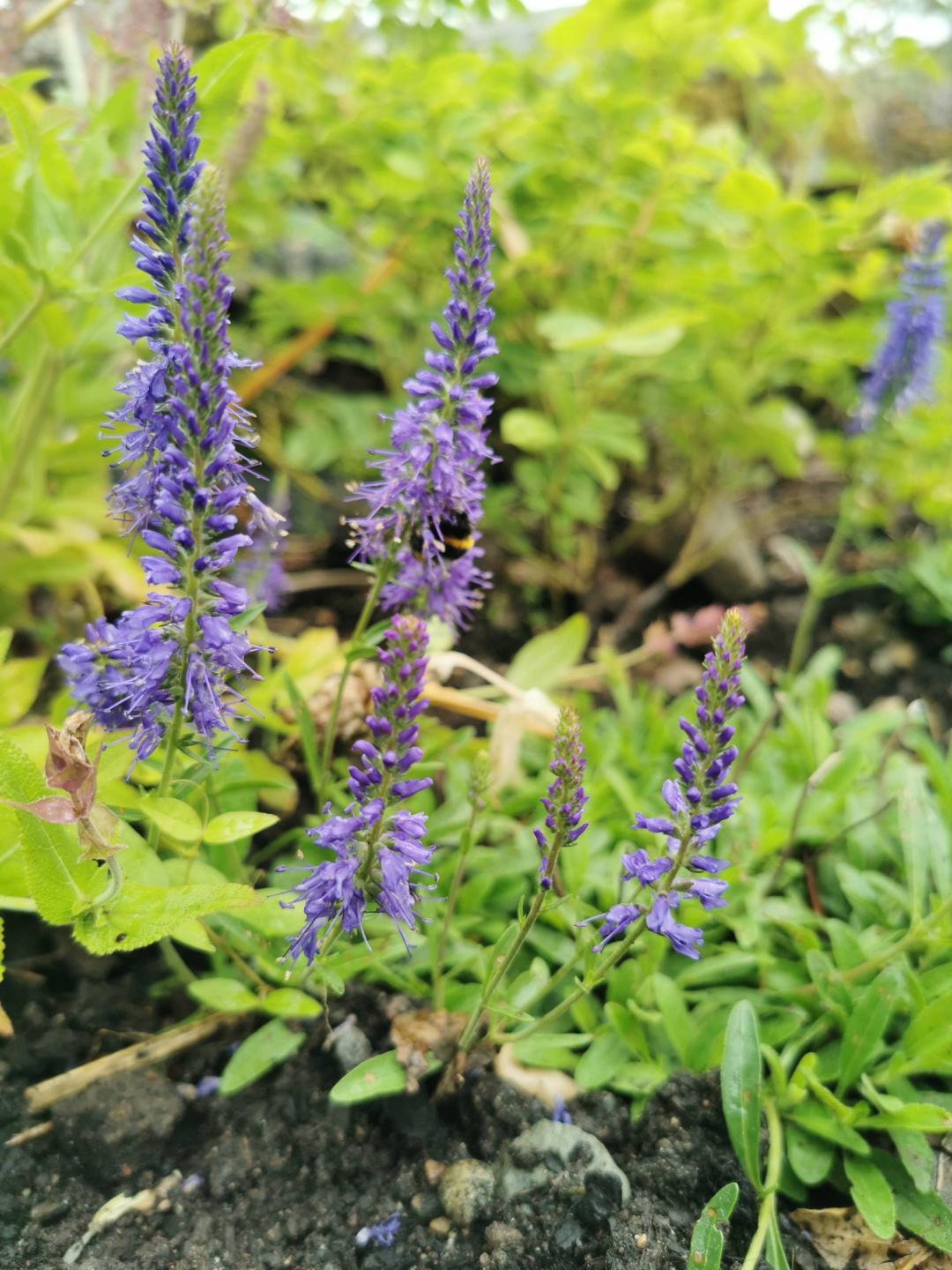 Oh!Garden - Axveronika Inspire Blue