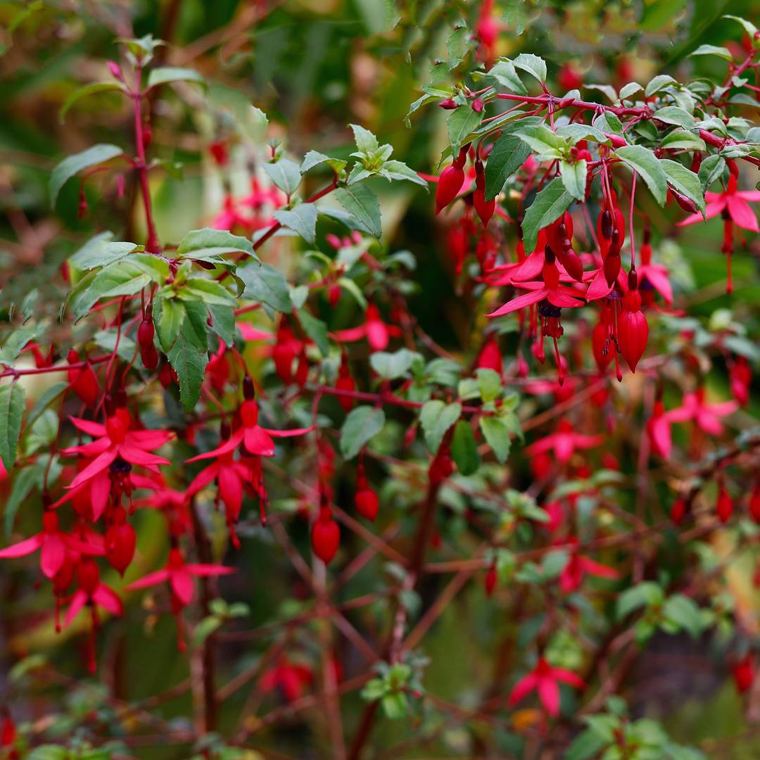 Oh!Garden - Häckfuchsia Riccartonii