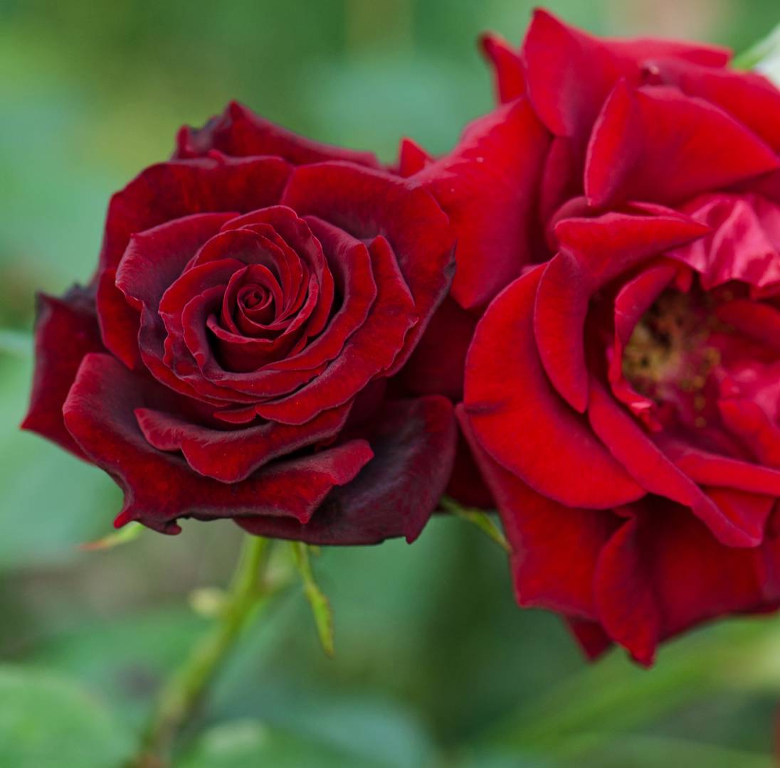 Oh!Garden - Ros Barkarole