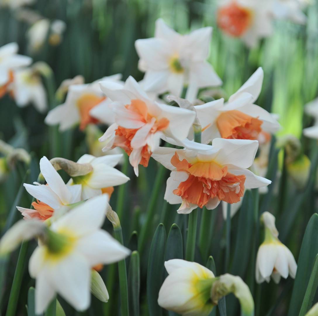 Oh!Garden - Narciss Candy Princess