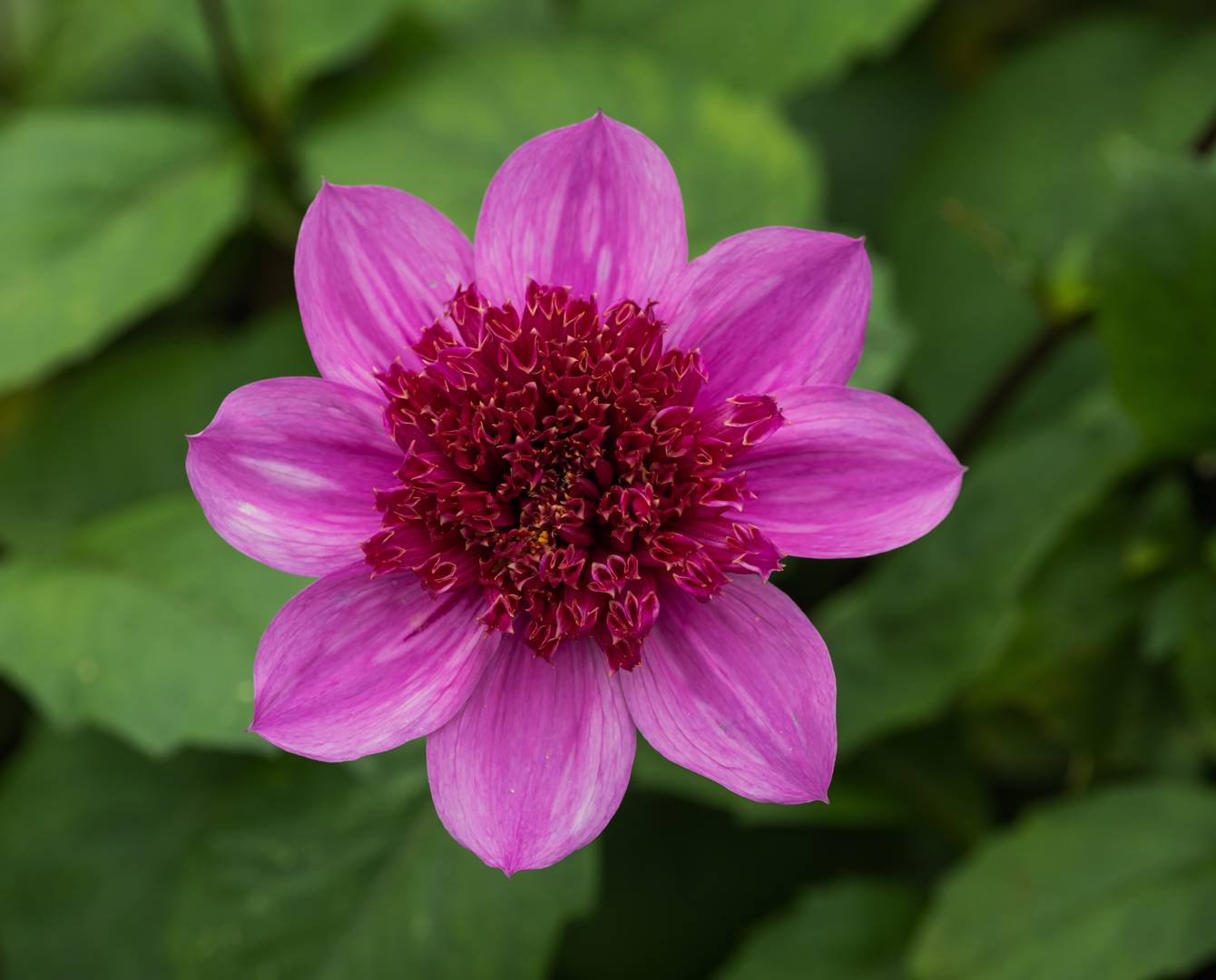 Oh!Garden - Dahlia Blue Bayou