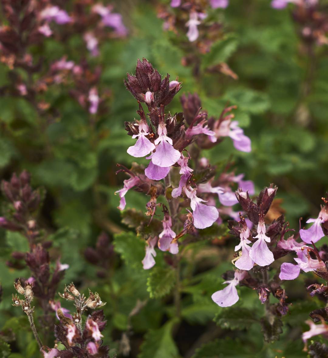 Oh!Garden - Gamander