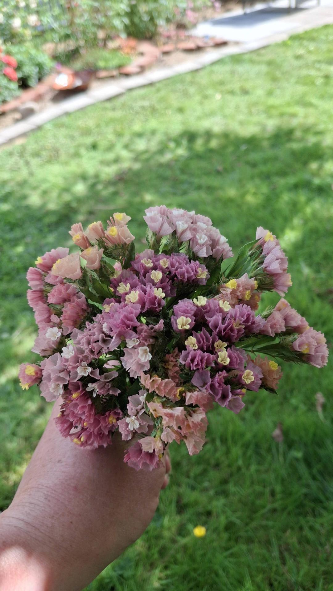 Oh!Garden - Risp Fortune Apricot Shades