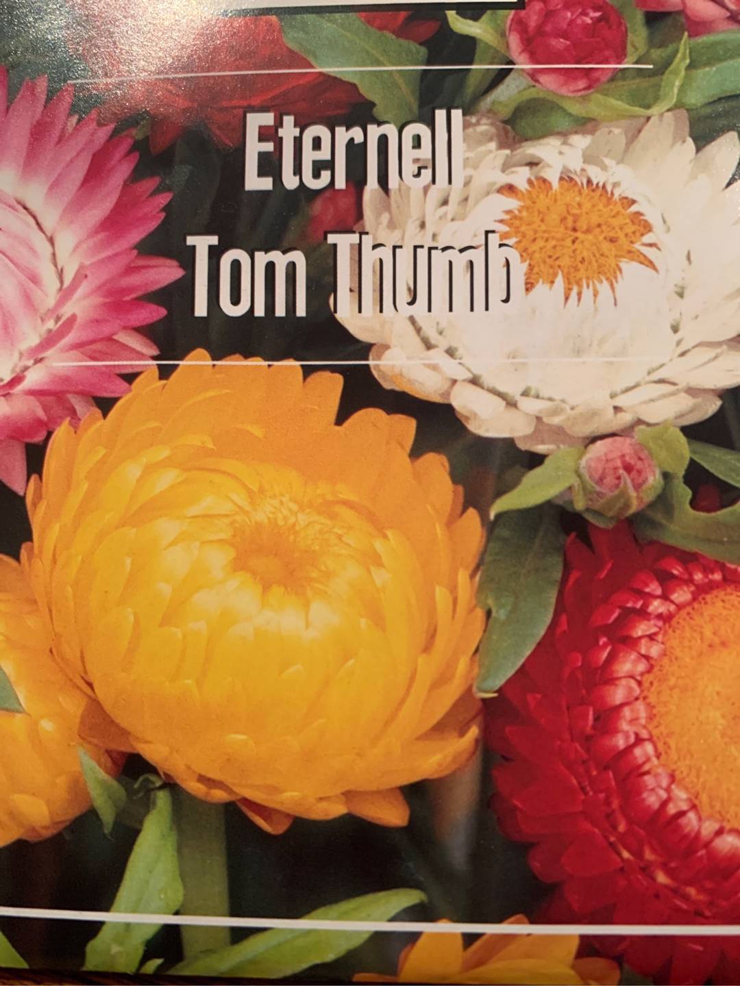 Oh!Garden - Jätte-eternell Tom Thumb Mixed