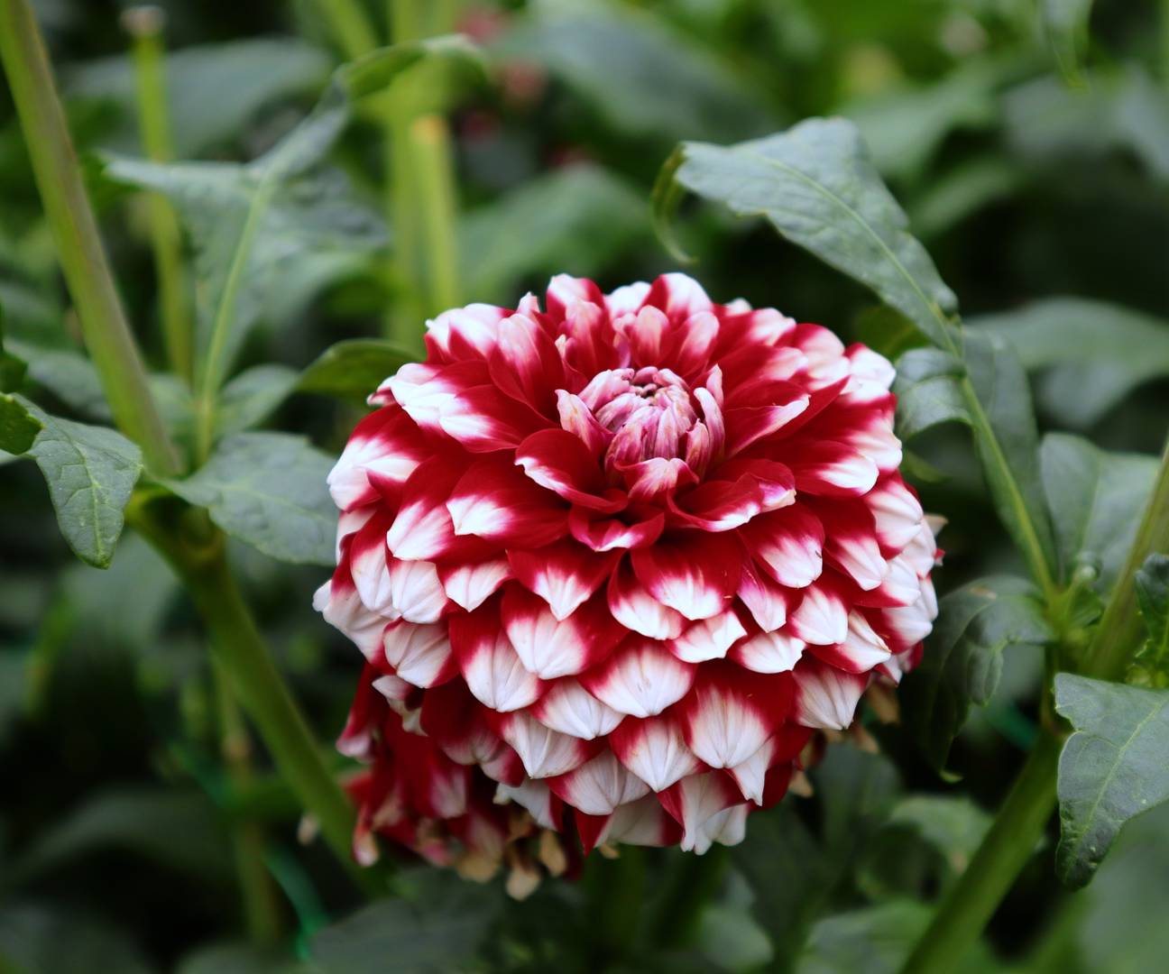 Oh!Garden - Dahlia Checkers