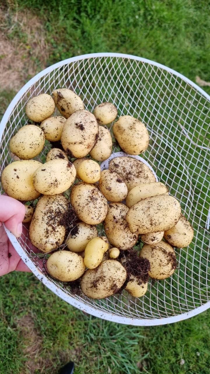 Oh!Garden - Potatis Lucera