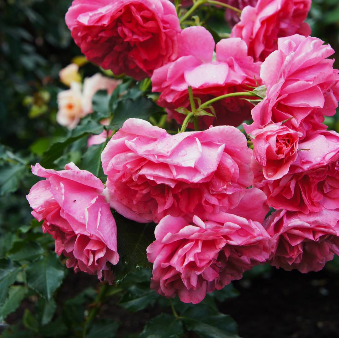 Oh!Garden - Ros Pink Cloud