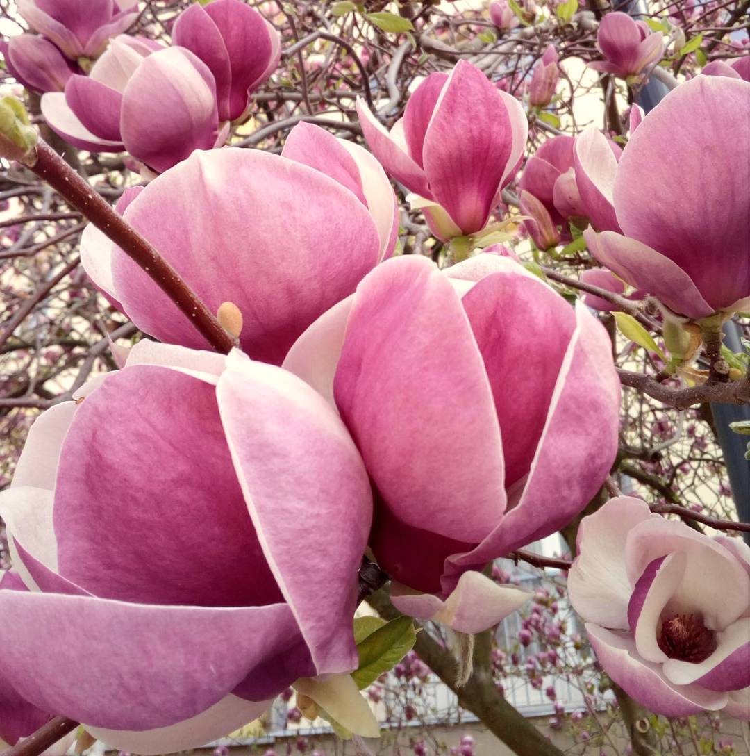 Oh!Garden - Praktmagnolia Rustica Rubra
