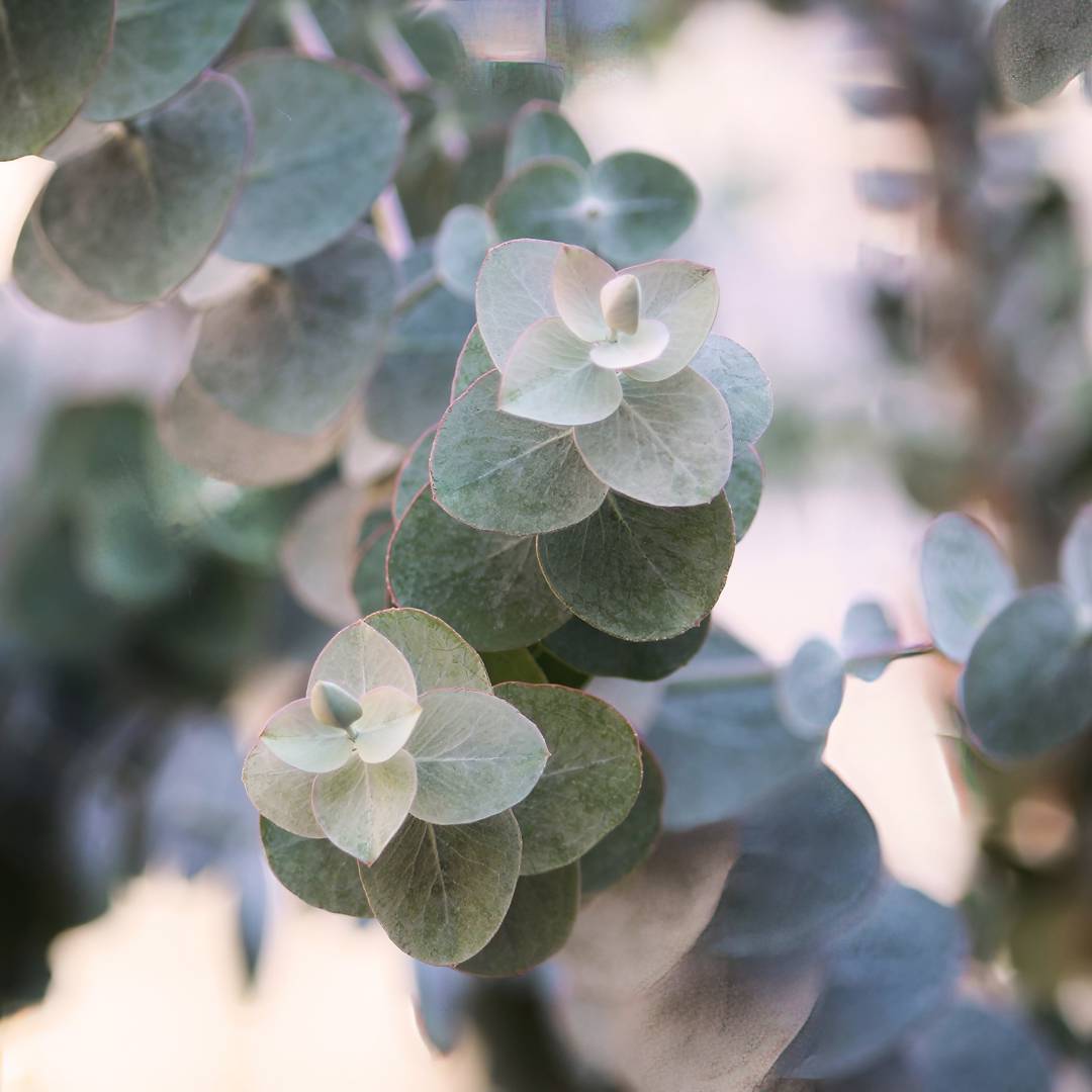 Oh!Garden - Eukalyptus