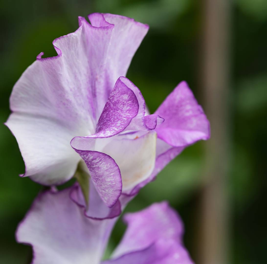 Oh!Garden - Luktärt Sir Jimmy Shand